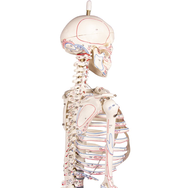 Detailed Miniature Model Skeleton Fred | Health and Care